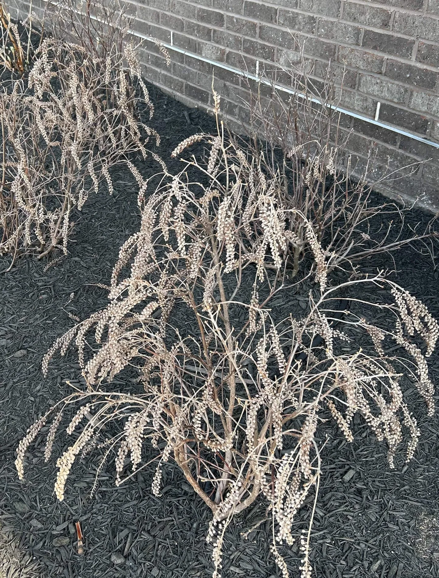 Virginia Sweetspire (Itea virginica) — Plant and Bloom Design Studio