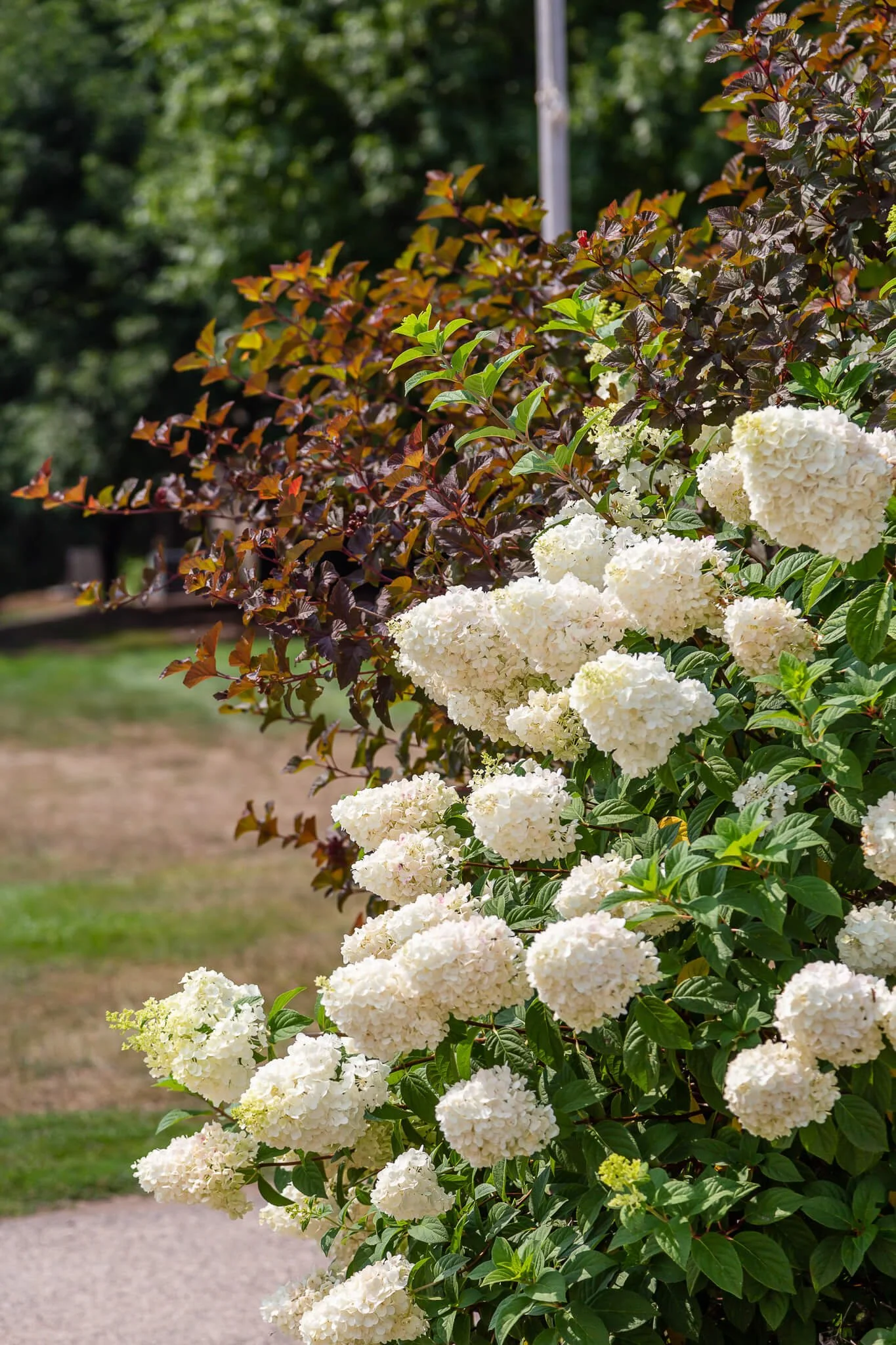 Panicle Hydrangea (Hydrangea paniculata) — Plant and Bloom Design Studio