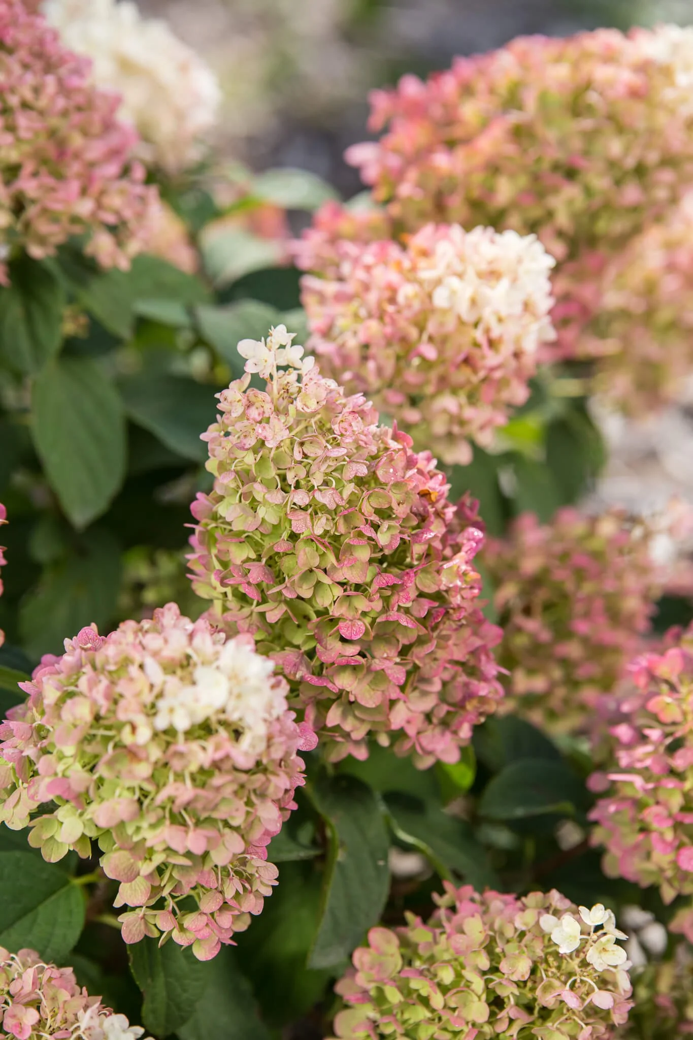 Little Hottie® Panicle Hydrangea — Plant and Bloom Design Studio