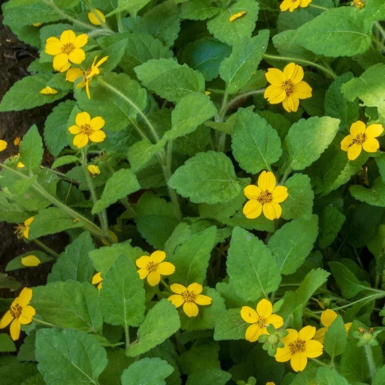 10 New Plants for 2025 — Plant and Bloom Design Studio