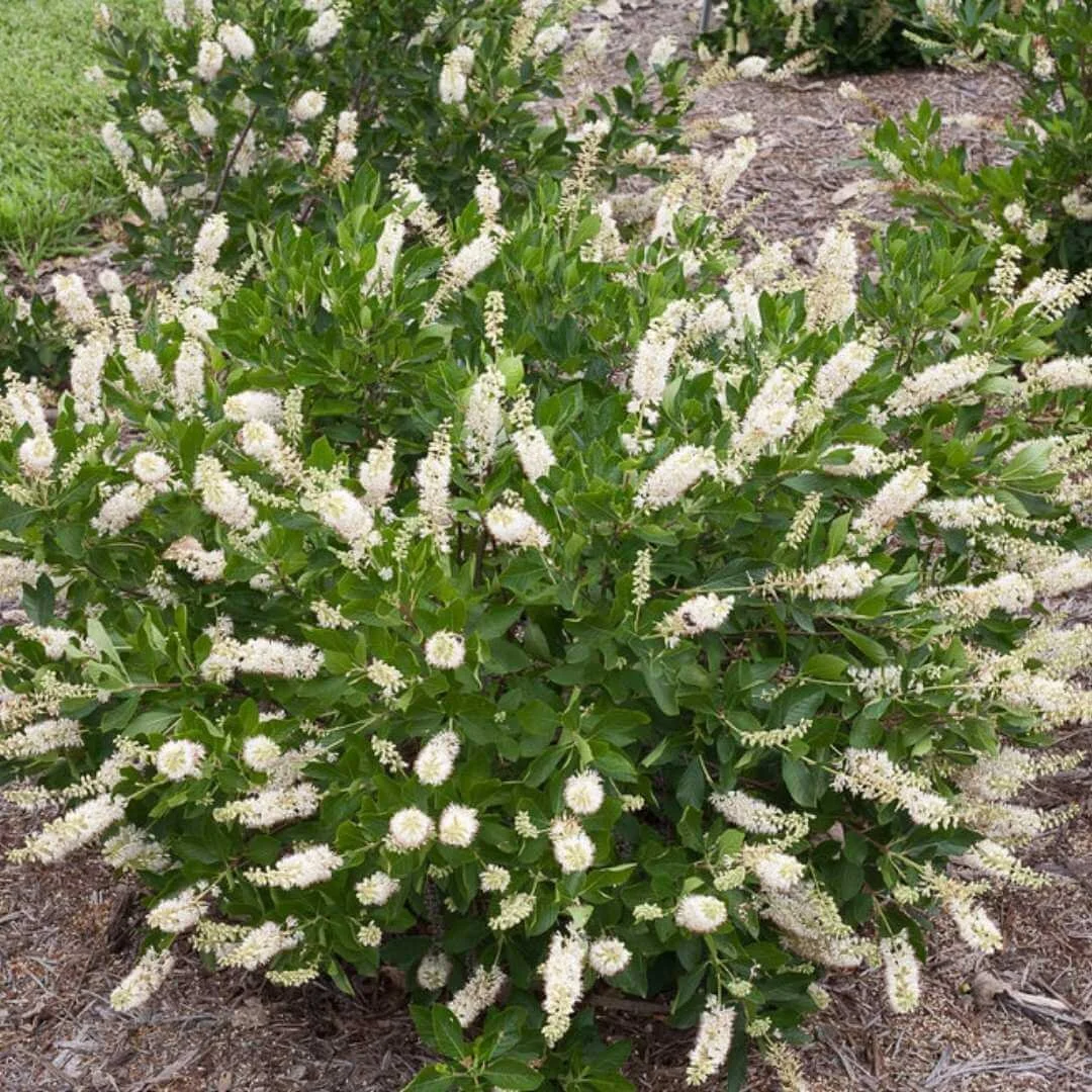 Summersweet (Clethra alnifolia): Native Shrub for Shade, Wet Soil ...