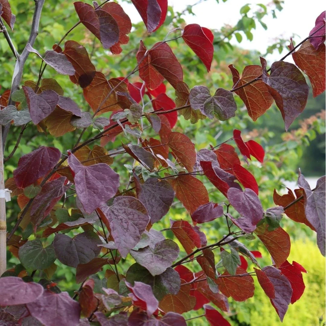 Midnight Express® Redbud — Plant and Bloom Design Studio