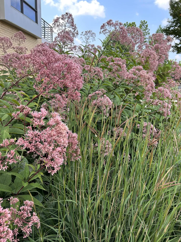 10 Best Butterfly Nectar Plants — Plant and Bloom Design Studio
