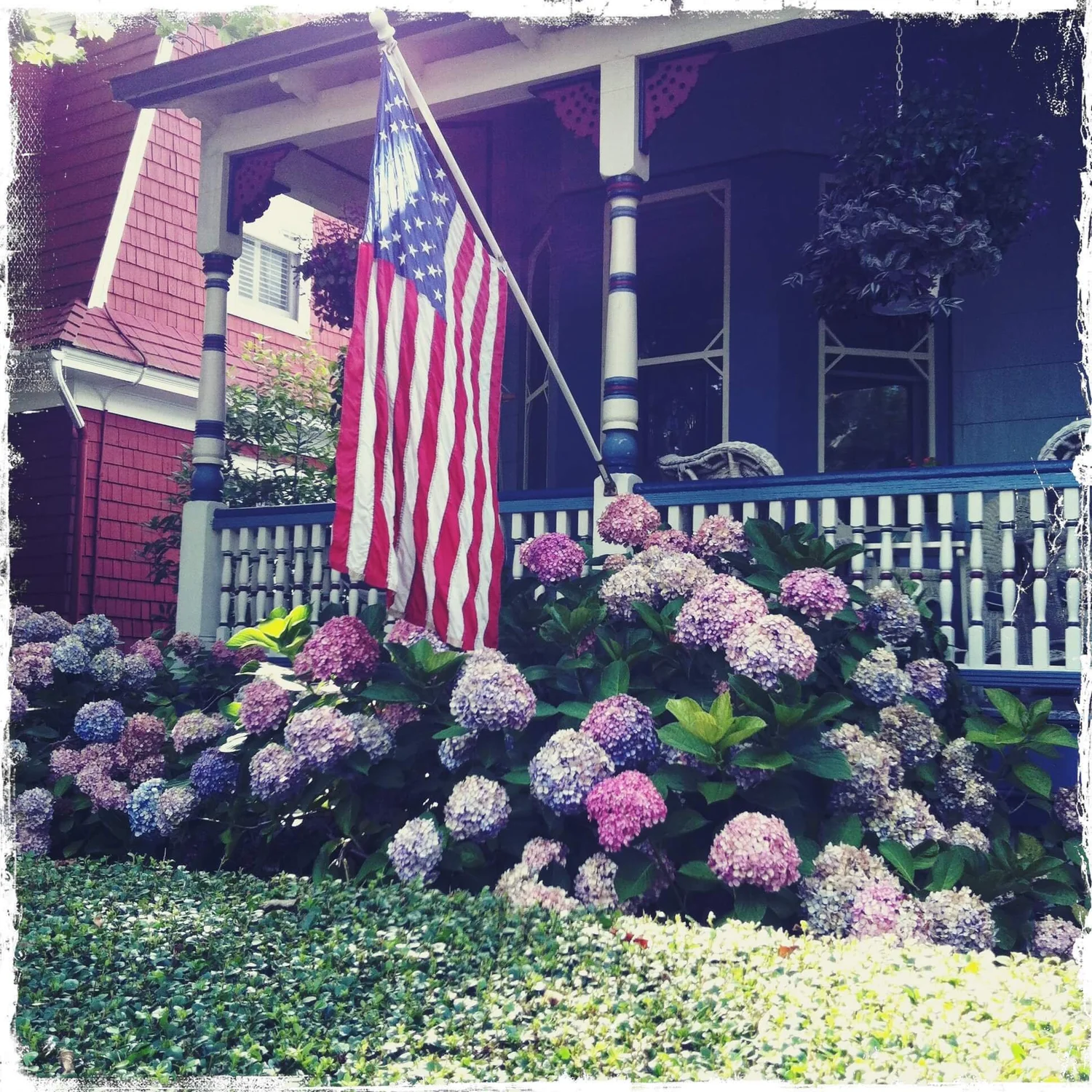 Bigleaf Hydrangea (Hydrangea macrophylla) — Plant and Bloom Design Studio