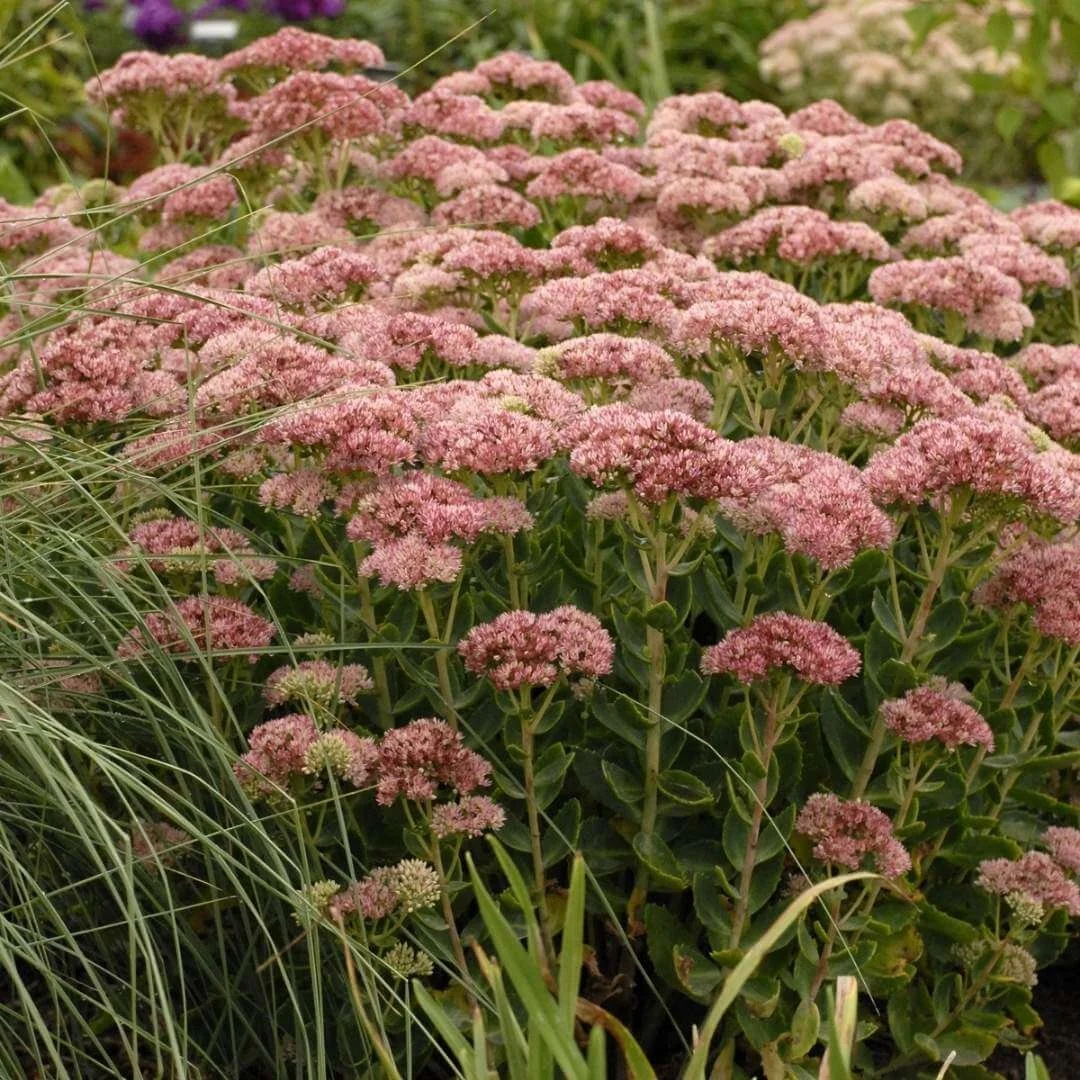 10 Fall Blooming Perennials — Plant and Bloom Design Studio