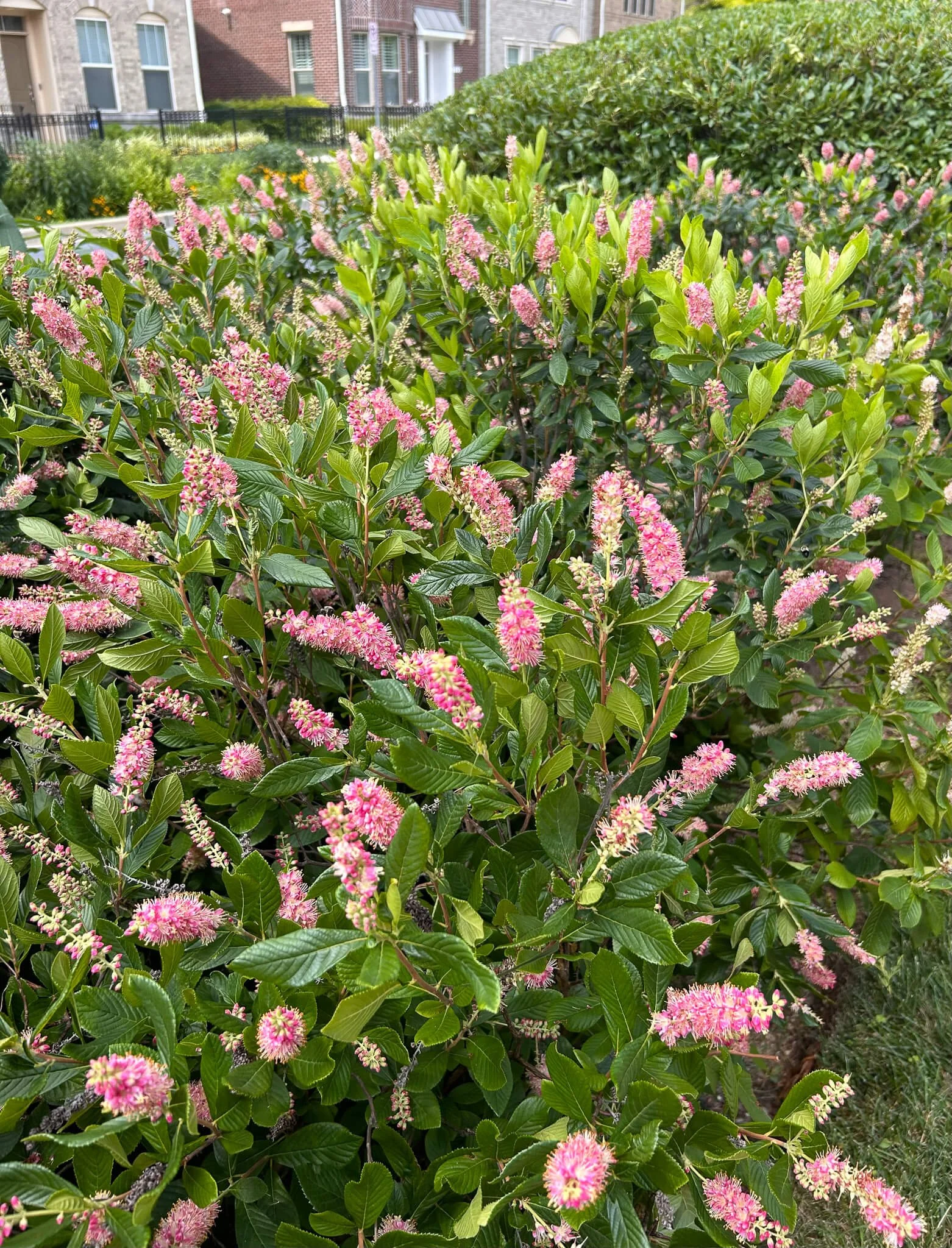 Ruby Spice Summersweet Clethra (Clethra alnifolia 'Ruby Spice') — Plant and Bloom Design Studio