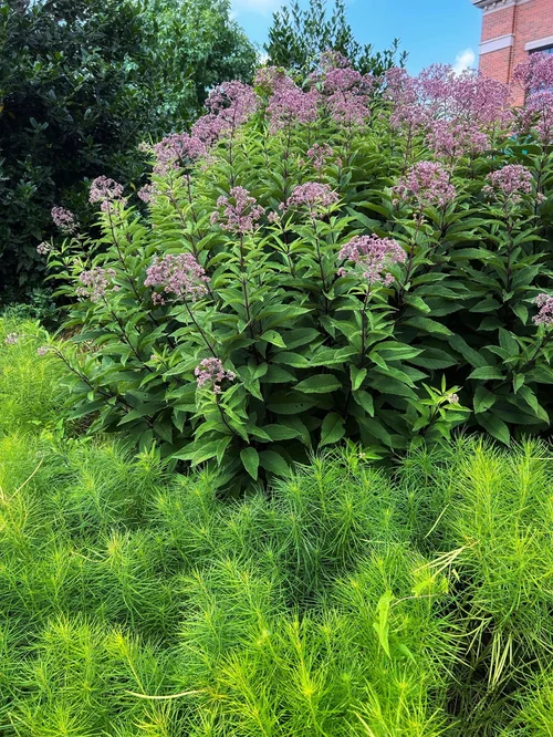 Joe Pye Weed (Eutrochium maculatum) — Plant and Bloom Design Studio