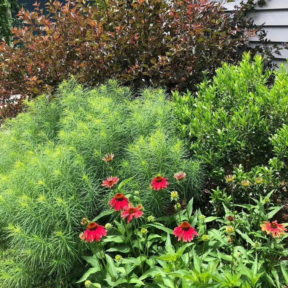 Cheyenne Spirit Coneflower — Plant and Bloom Design Studio