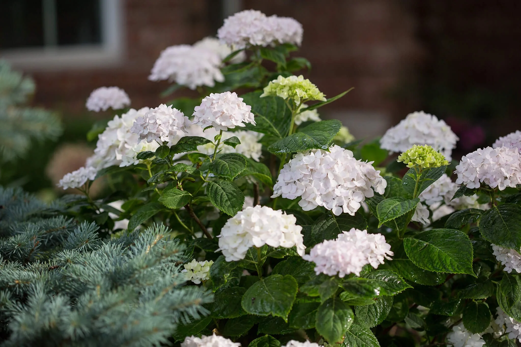 Bigleaf Hydrangea (Hydrangea macrophylla) — Plant and Bloom Design Studio