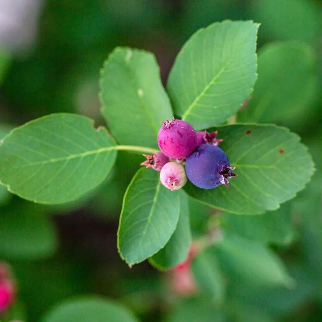 10 Tall Narrow Plants for Privacy and Screening — Plant and Bloom ...