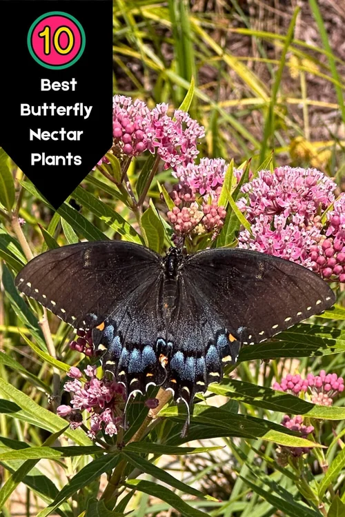 10 Best Butterfly Nectar Plants — Plant and Bloom Design Studio