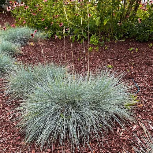 Blue Fescue Grass Plant — Plant and Bloom Design Studio