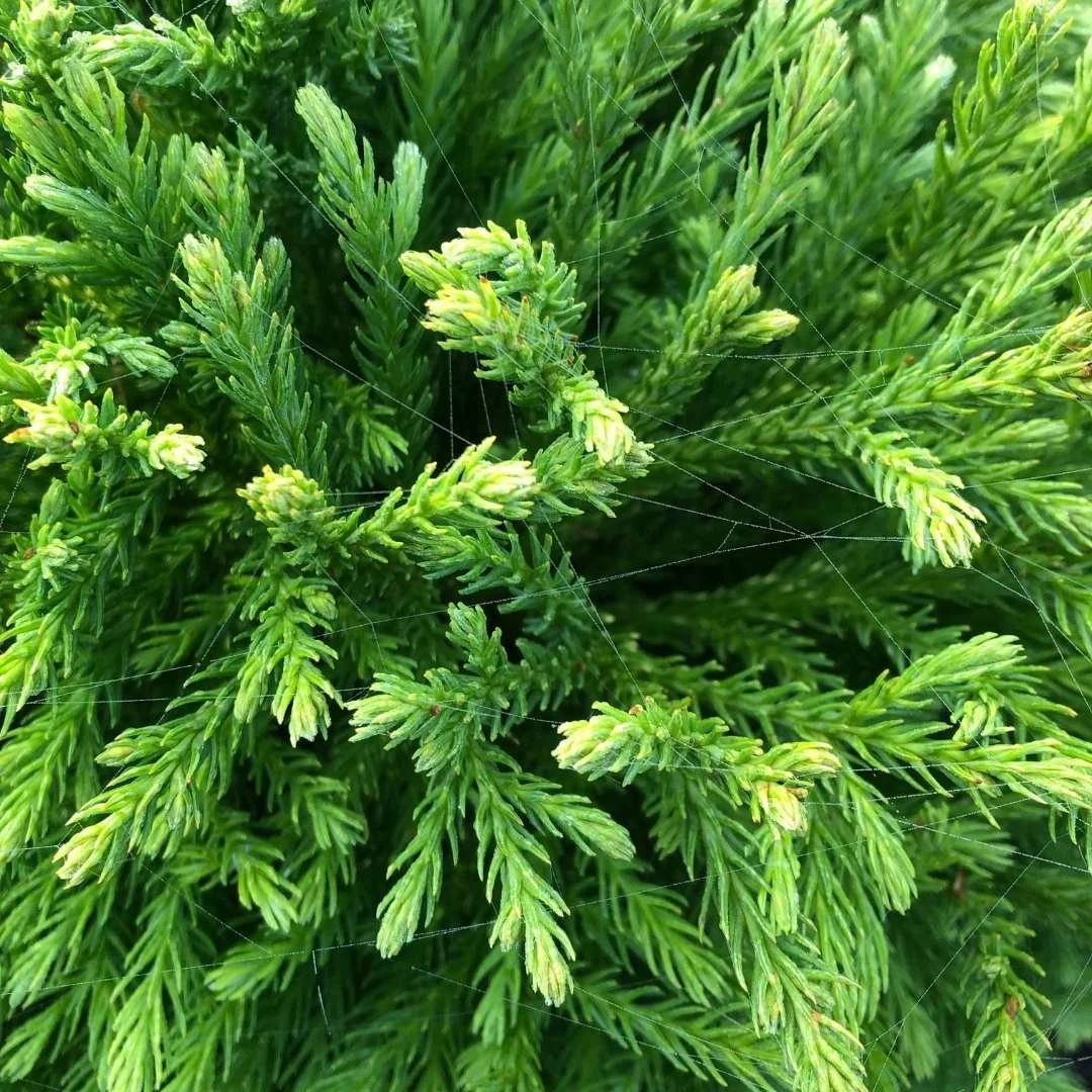 Dwarf Japanese Cedar — Plant and Bloom Design Studio