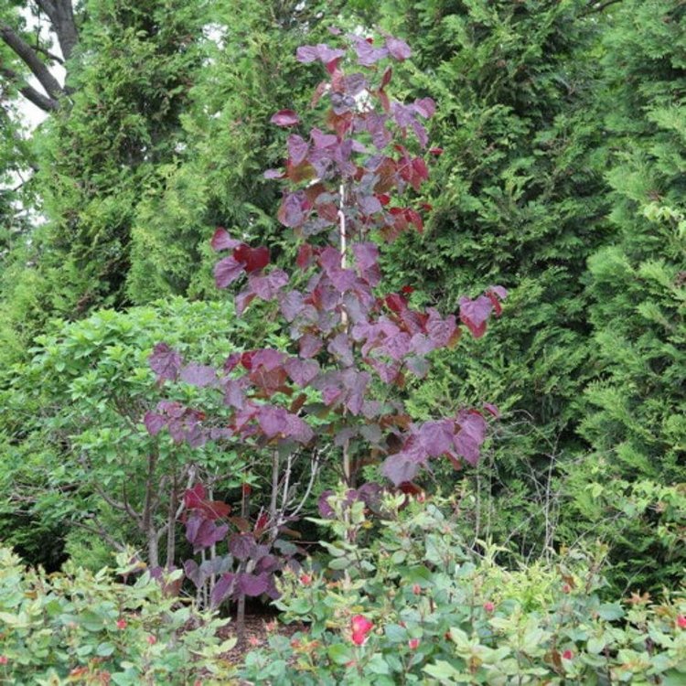 Midnight Express® Redbud — Plant and Bloom Design Studio