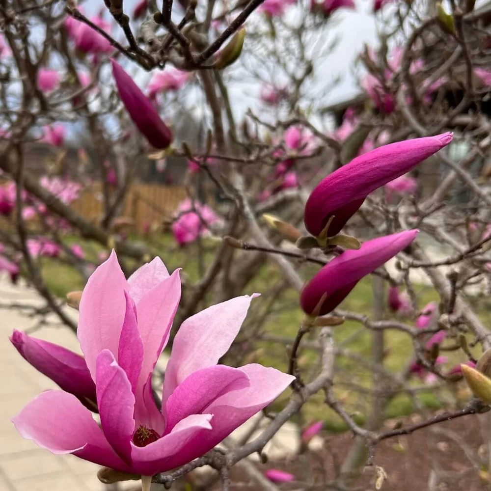 The Little Girl Hybrid Magnolias — Plant and Bloom Design Studio