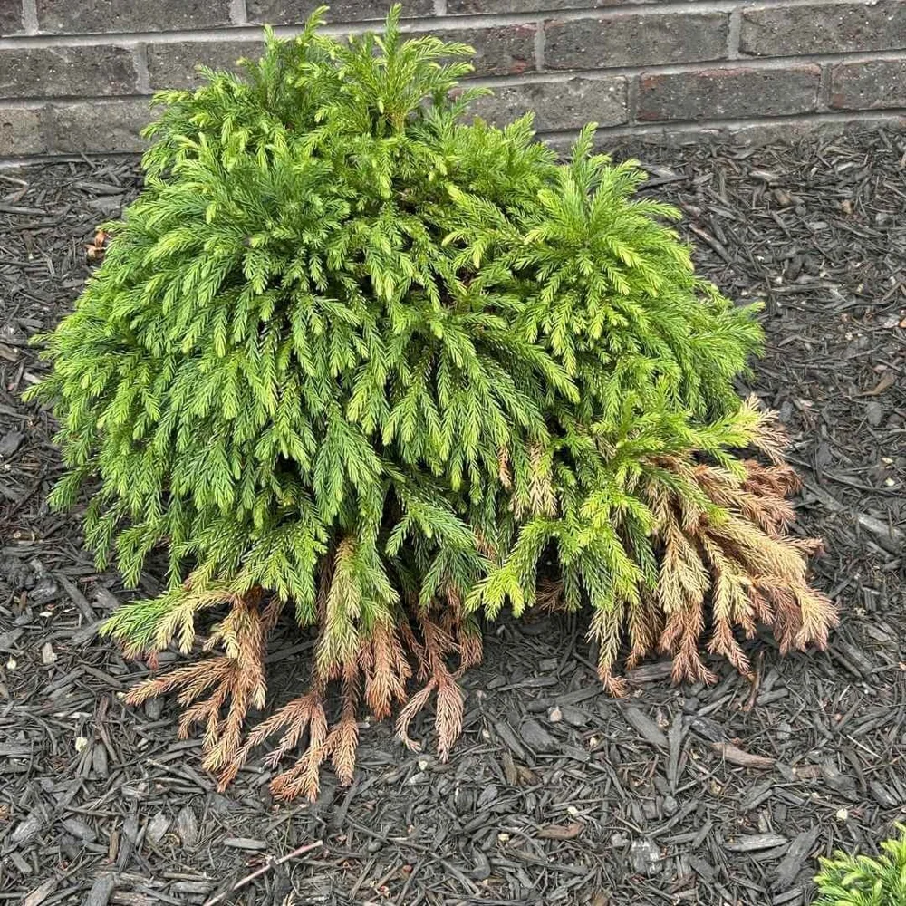 Dwarf Japanese Cedar — Plant and Bloom Design Studio
