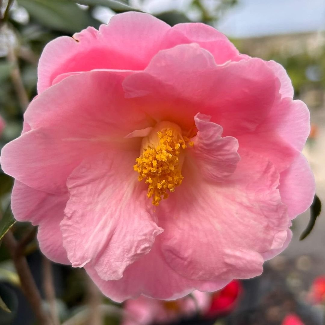 Pink Icicle Camellia — Plant and Bloom Design Studio