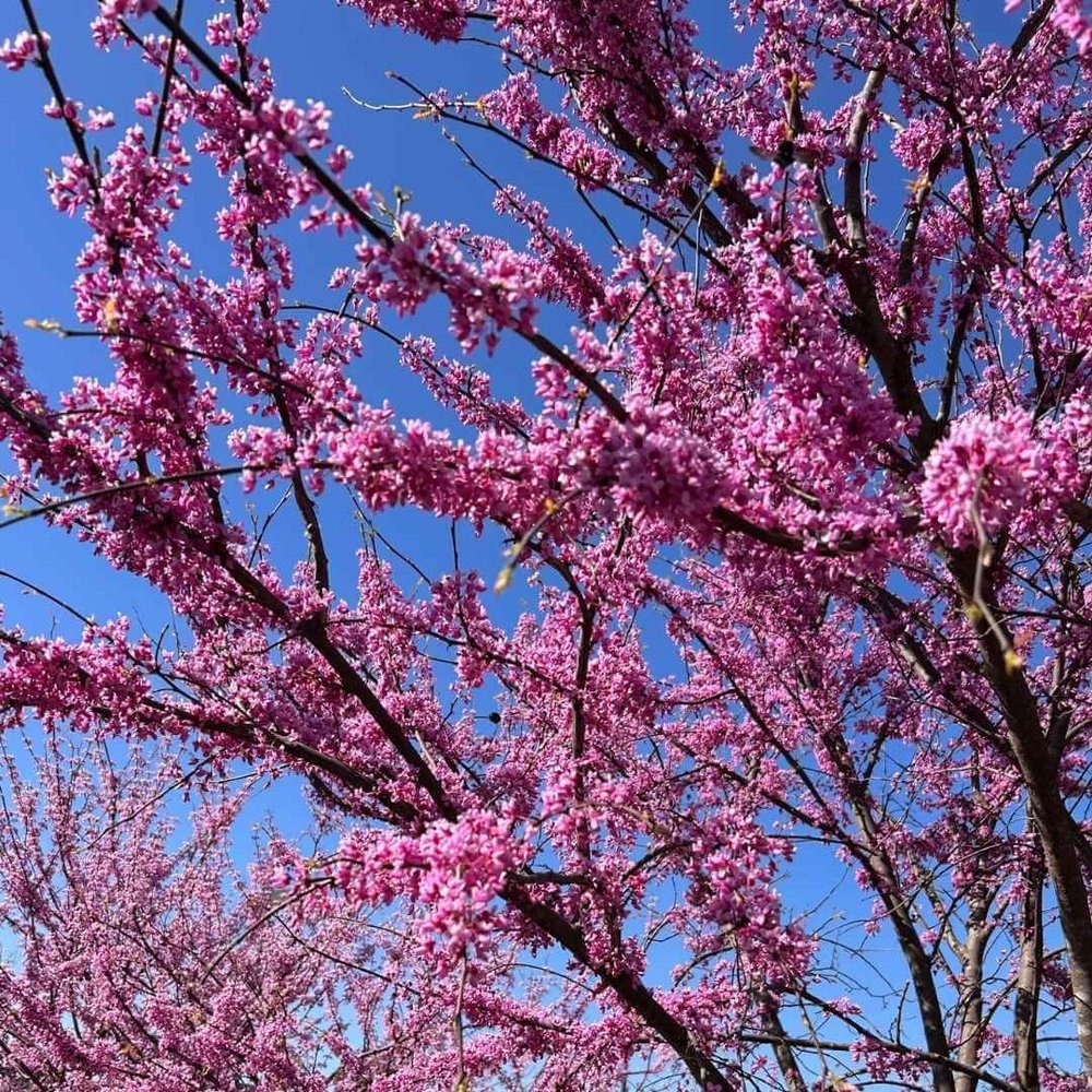 Eastern Redbud Tree — Plant and Bloom Design Studio