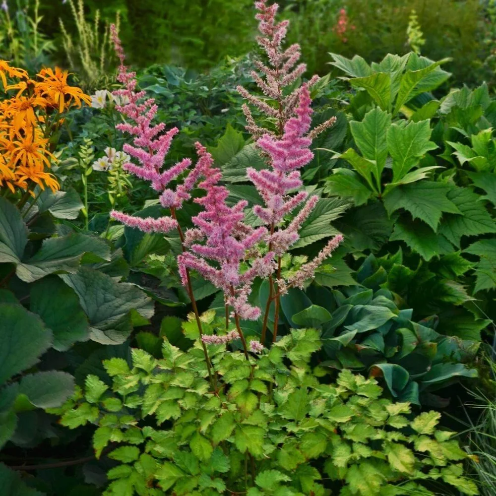 Astilbe Shade Flowers — Plant and Bloom Design Studio