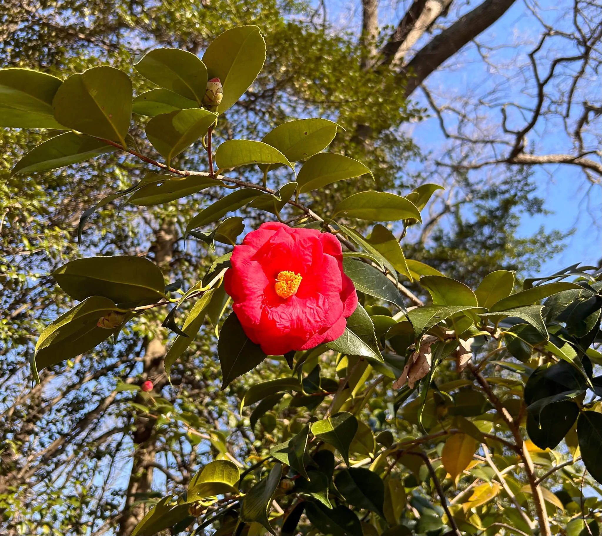 Lady Clare Japanese Camellia (Camellia japonica 'Lady Clare') — Plant ...