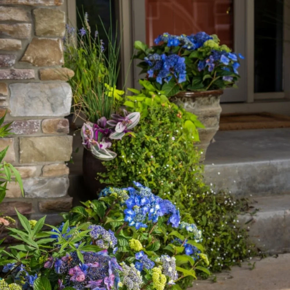 Pop Star® Reblooming Hydrangea — Plant and Bloom Design Studio