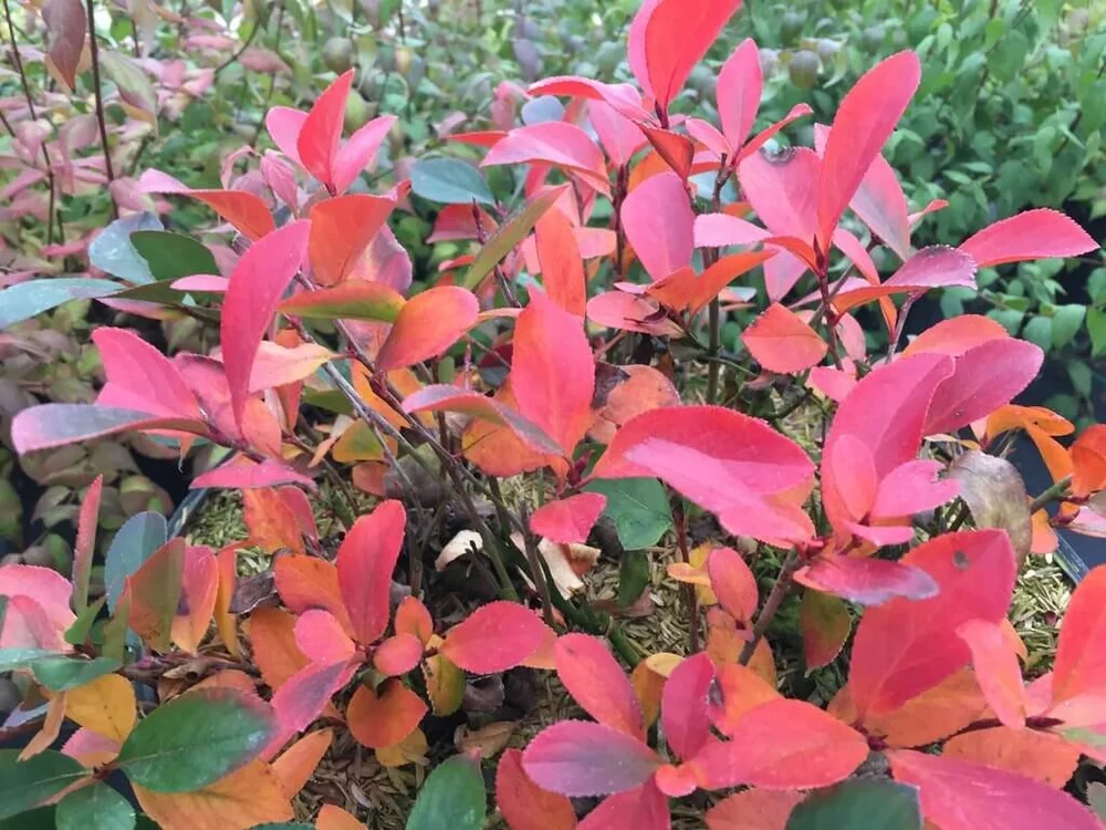 10 Front of the House Bushes — Plant and Bloom Design Studio