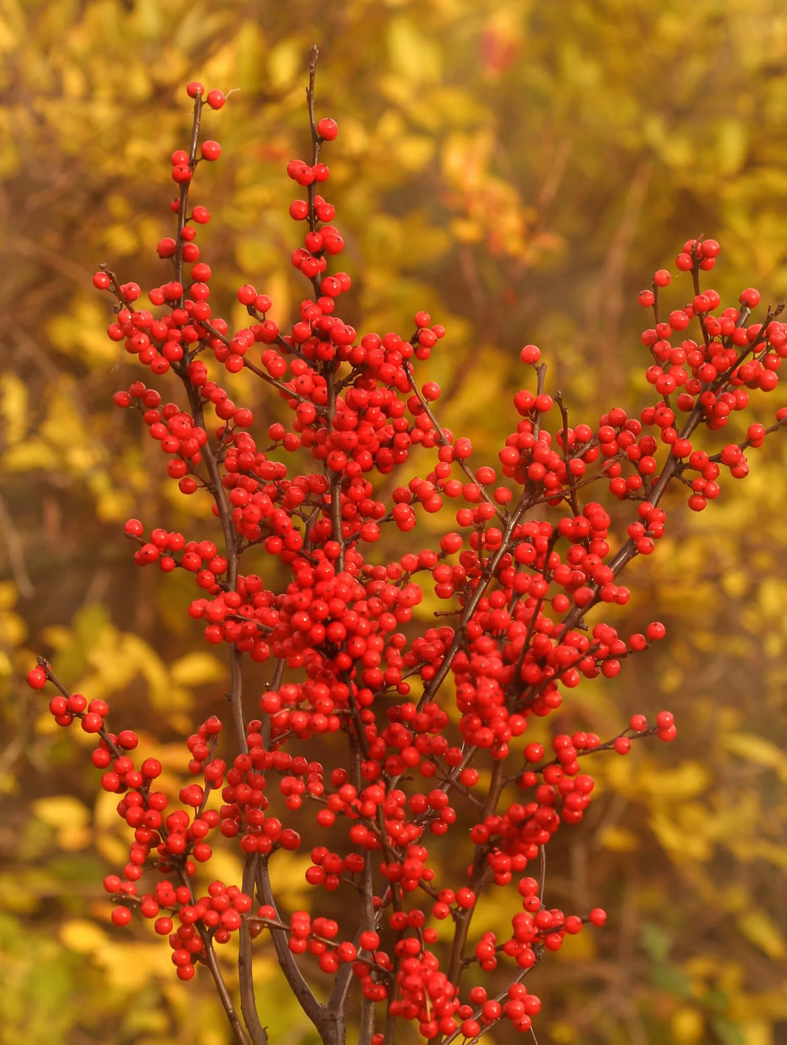 Wet Soil Shrubs — Plant and Bloom Design Studio