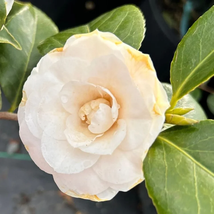 Snow Chan Japanese Camellia — Plant and Bloom Design Studio