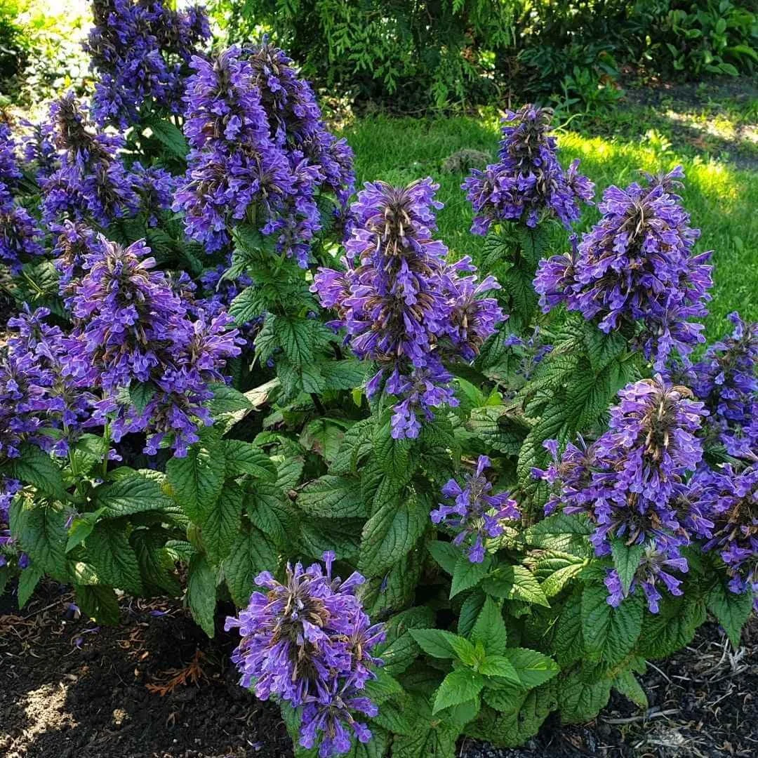 Catmint (Nepeta) — Plant and Bloom Design Studio