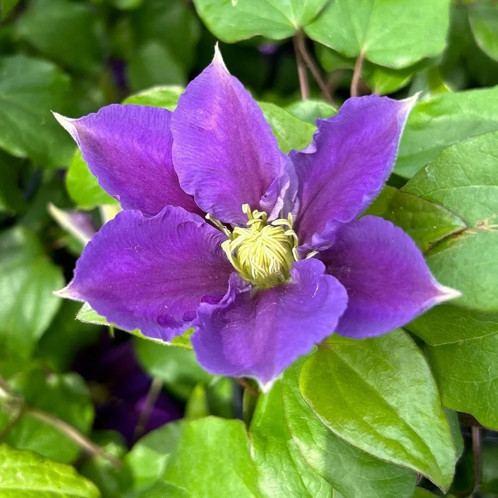 Chevalier™ Clematis — Plant and Bloom Design Studio
