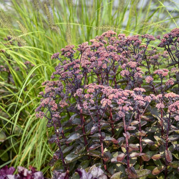 10 Garden Plants with Black Leaves — Plant and Bloom Design Studio