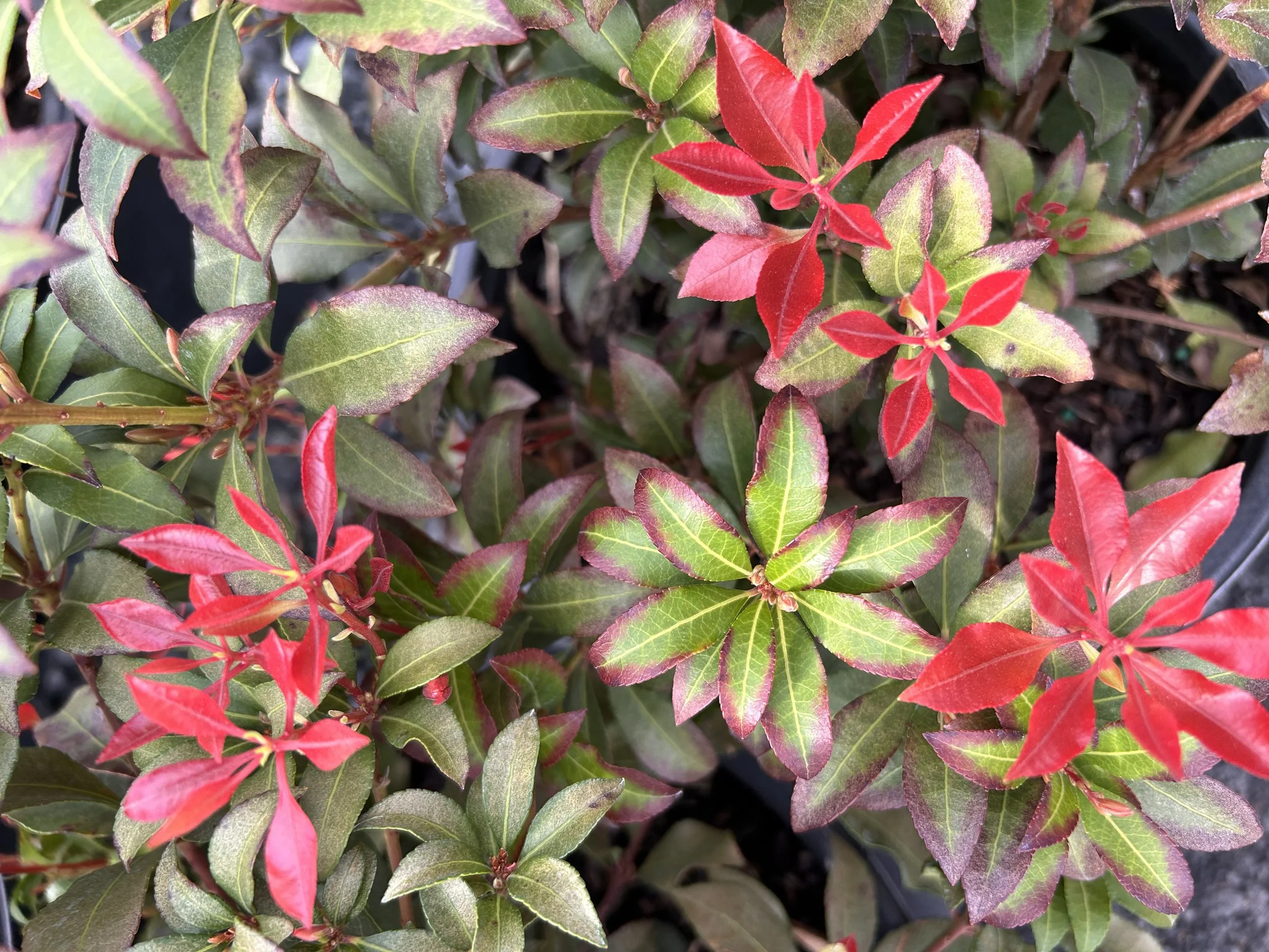 Japanese Andromeda (Pieris japonica) — Plant and Bloom Design Studio
