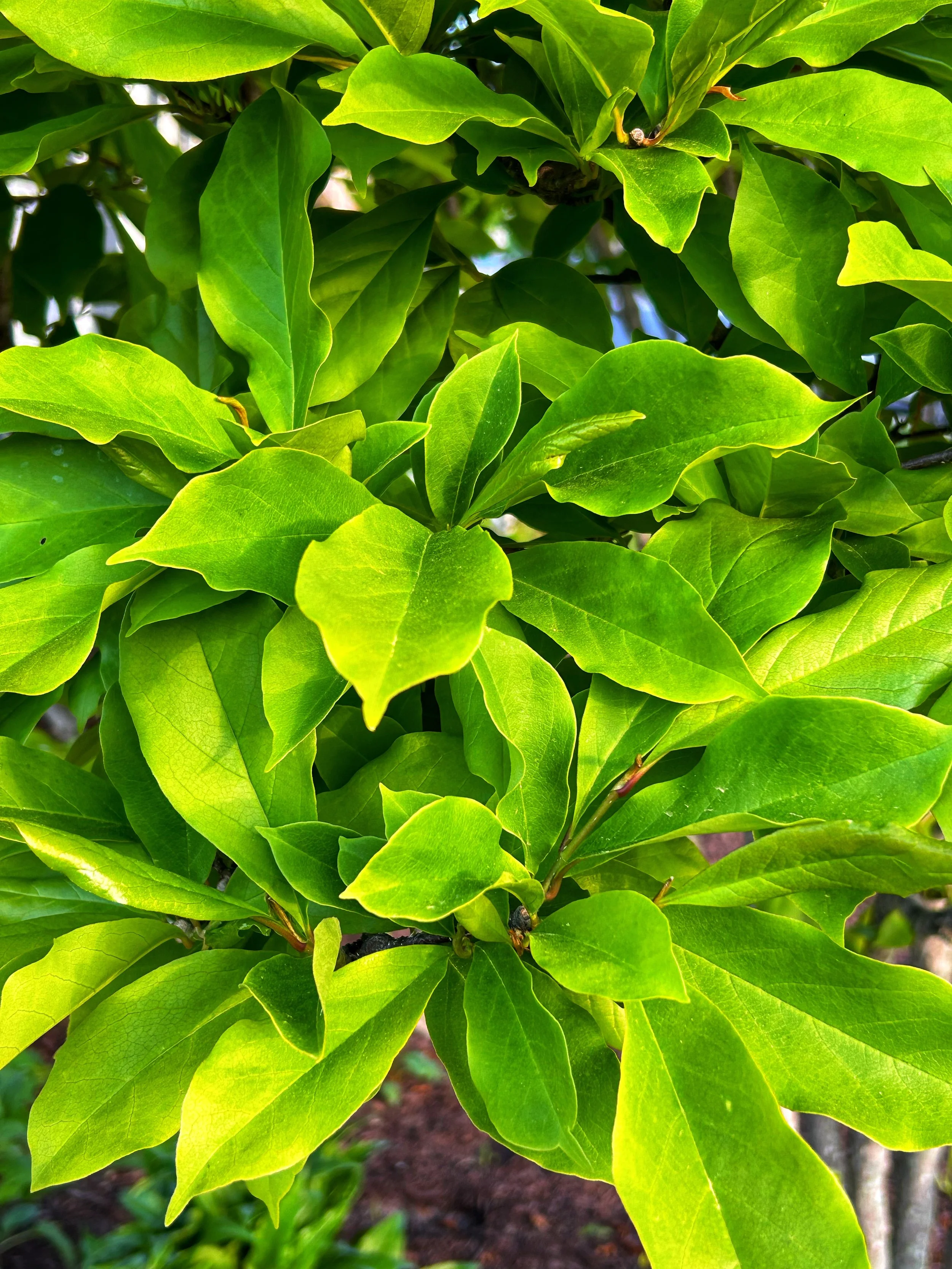 Hybrid magnolias developed to avoid frost damage — Plant and Bloom ...