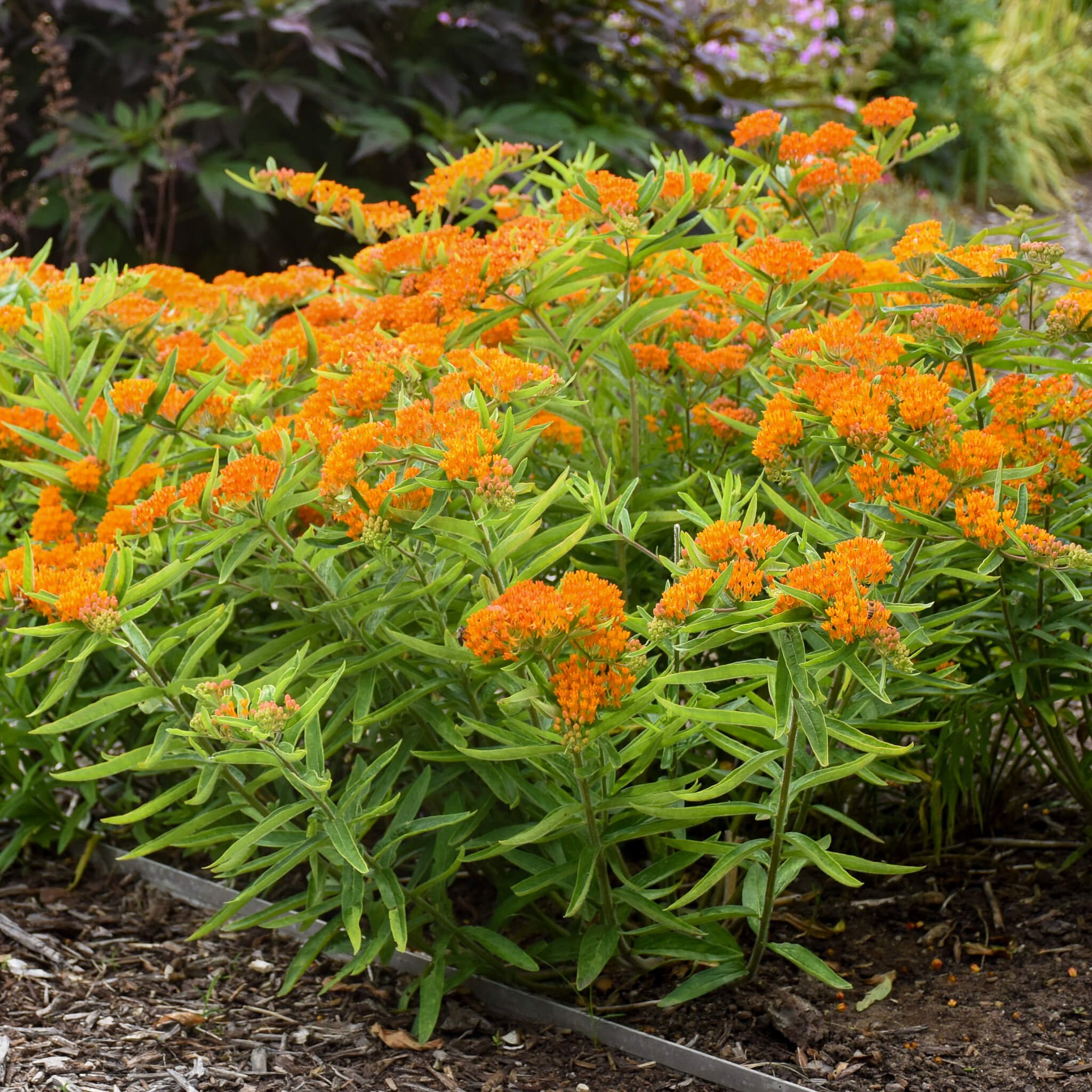 Butterfly Weed (Asclepias tuberosa) — Plant and Bloom Design Studio