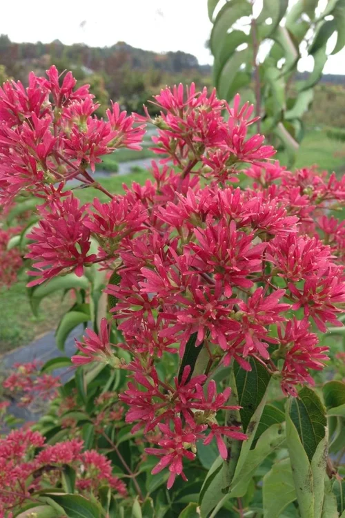 10 Butterfly Nectar Plants — Plant and Bloom Design Studio