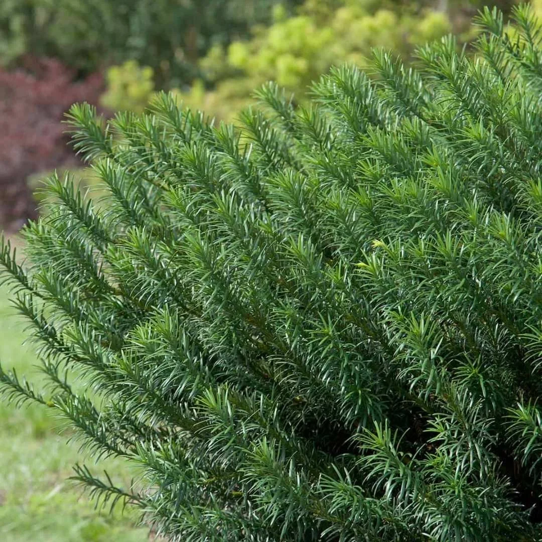 Front of House Shade Shrubs — Plant and Bloom Design Studio
