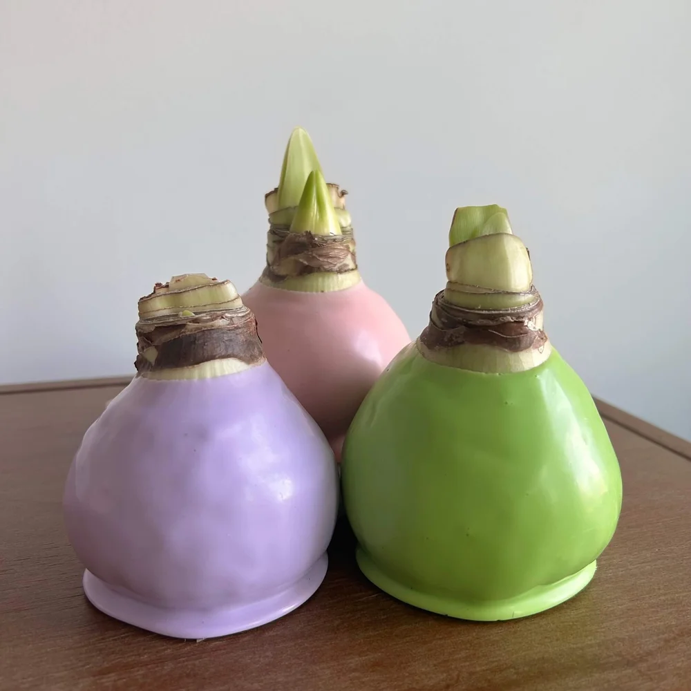 Waxed Amaryllis Bulbs — Plant and Bloom Design Studio