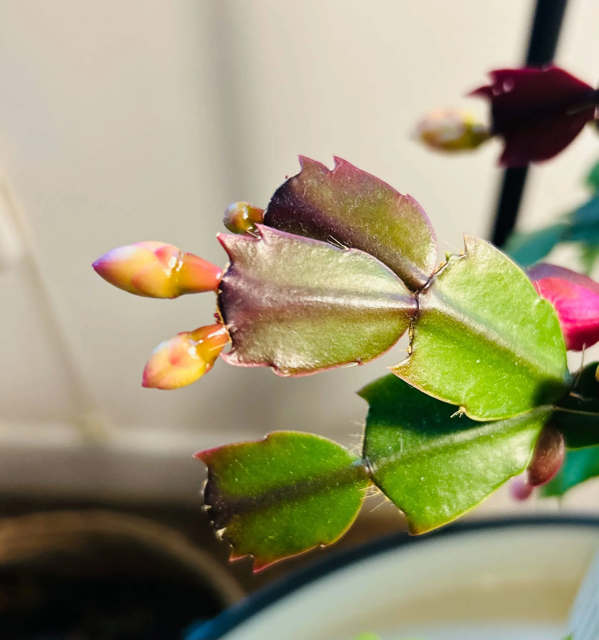 Thanksgiving Cactus Plant — Plant and Bloom Design Studio