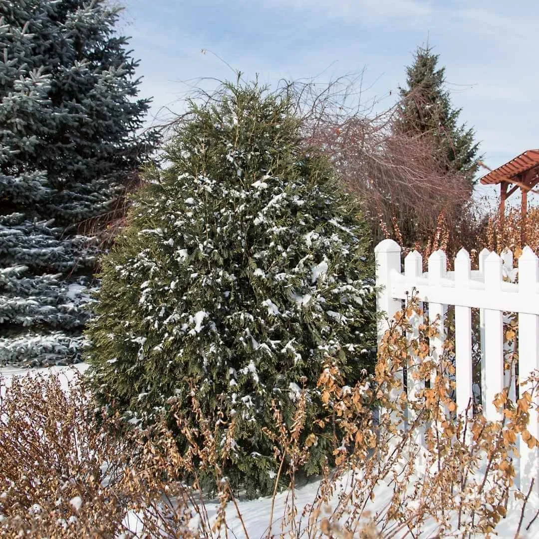 10 Tall Narrow Plants for Privacy and Screening — Plant and Bloom ...