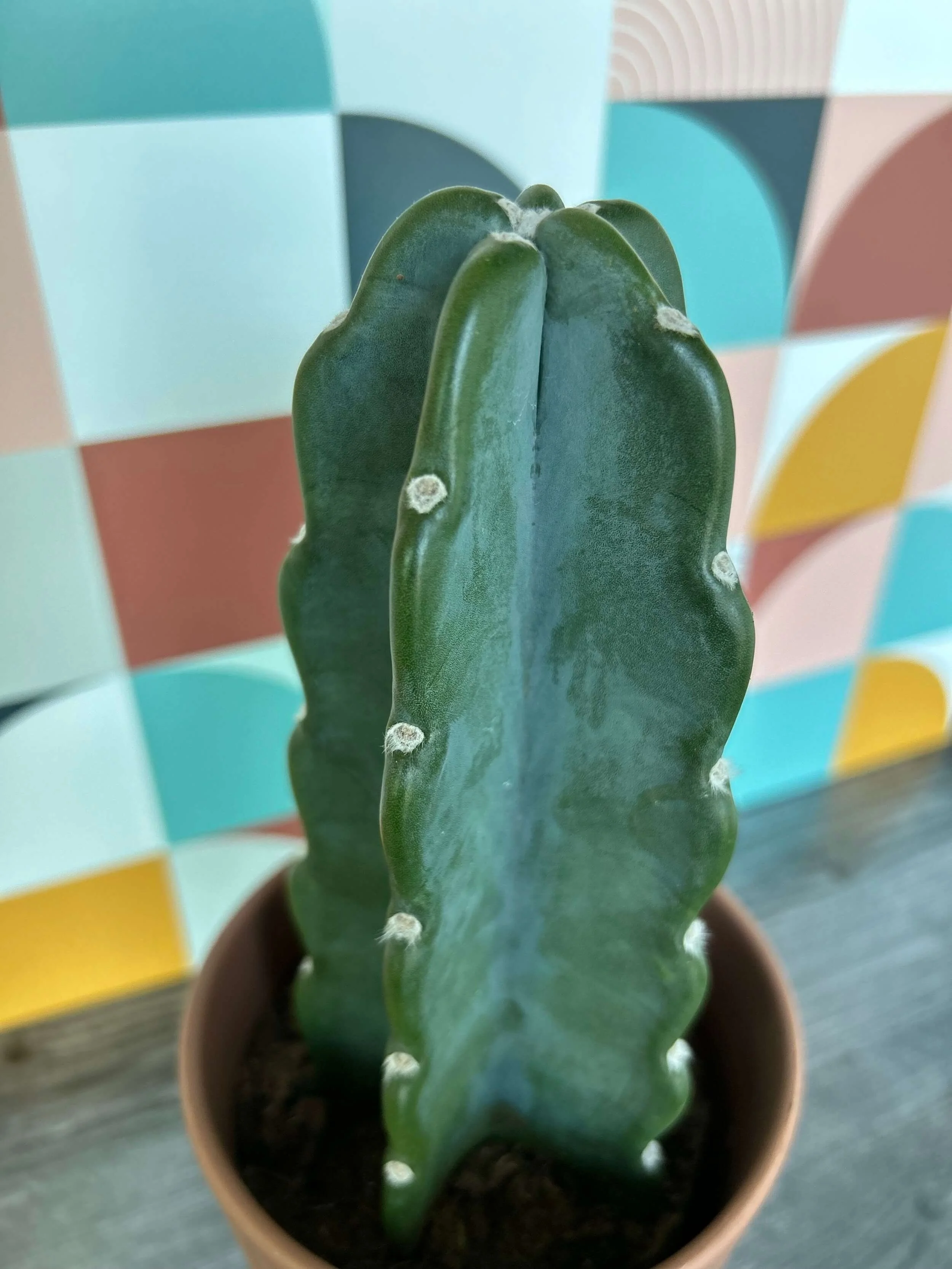 The Cuddly Cactus (Cereus jamacaru 'Cuddly Cactus') — Plant and Bloom ...