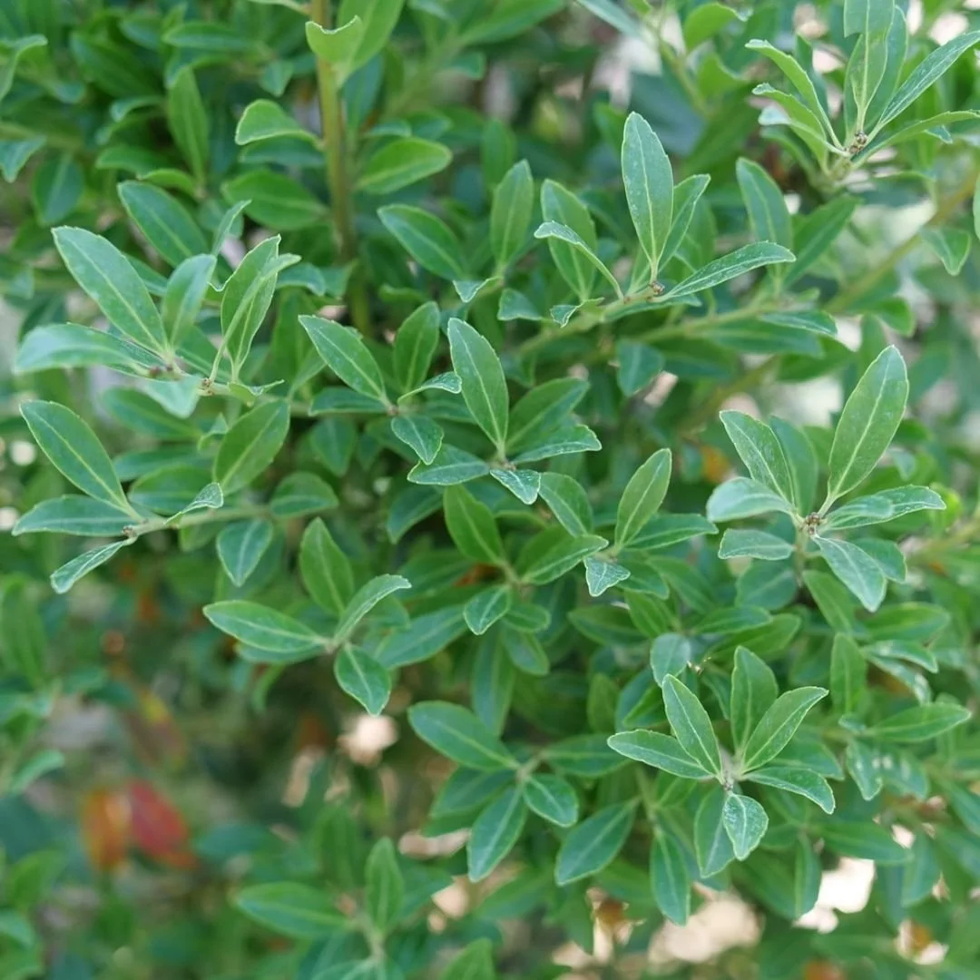 10 Tall Narrow Plants for Privacy and Screening — Plant and Bloom ...