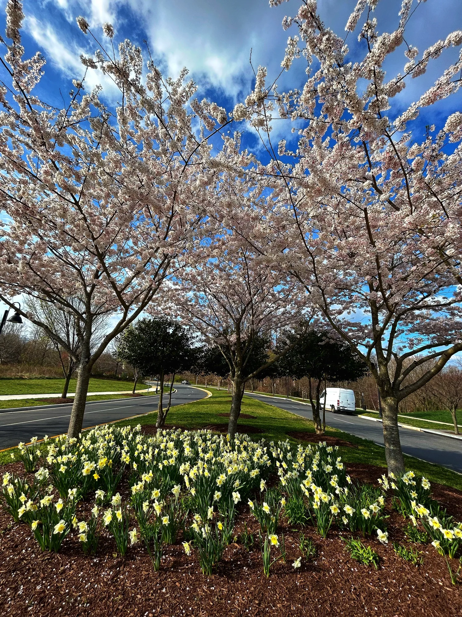 Yoshino Cherry Tree — Plant and Bloom Design Studio