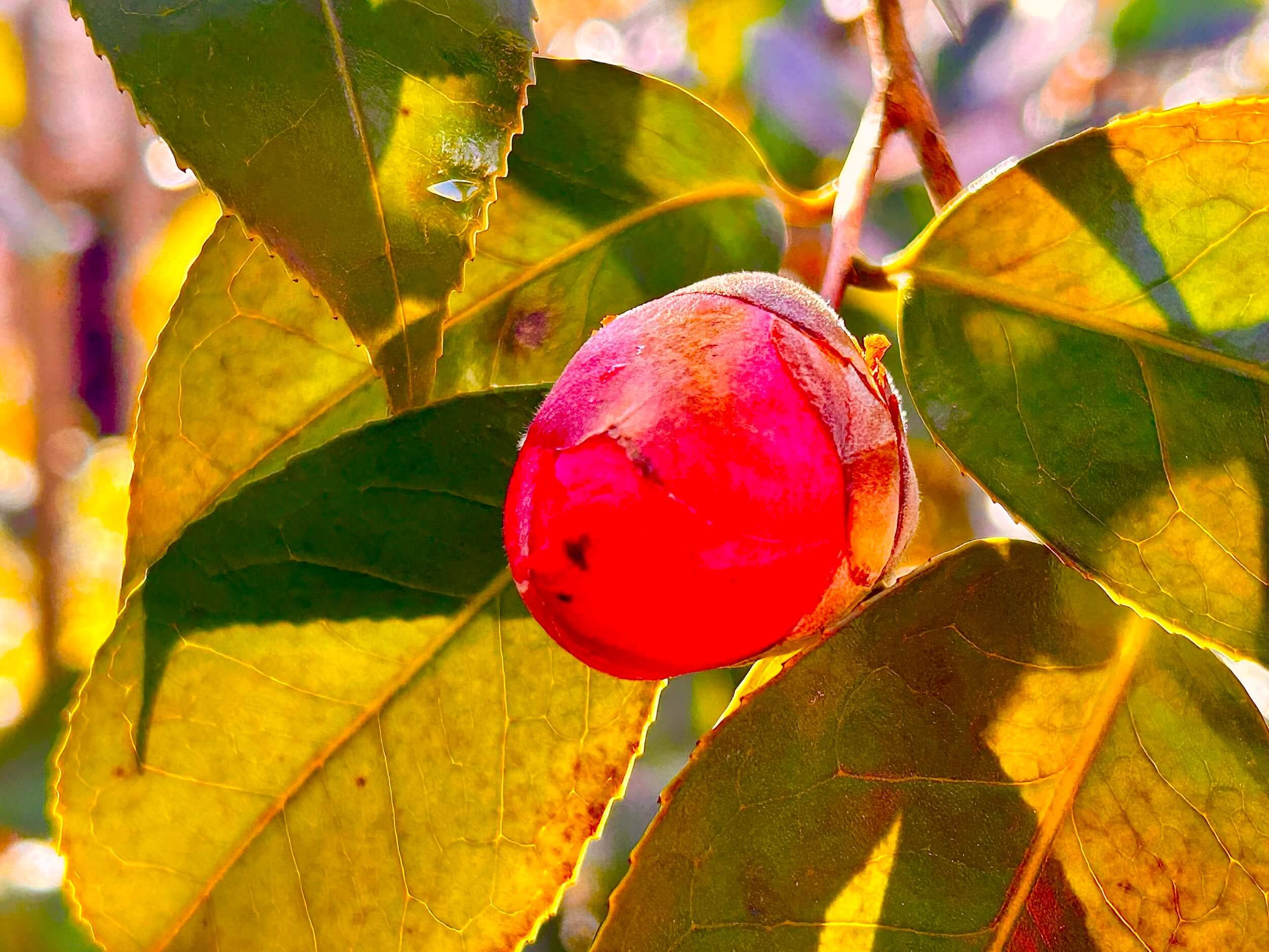 Japanese Camellia (Camellia japonica) — Plant and Bloom Design Studio