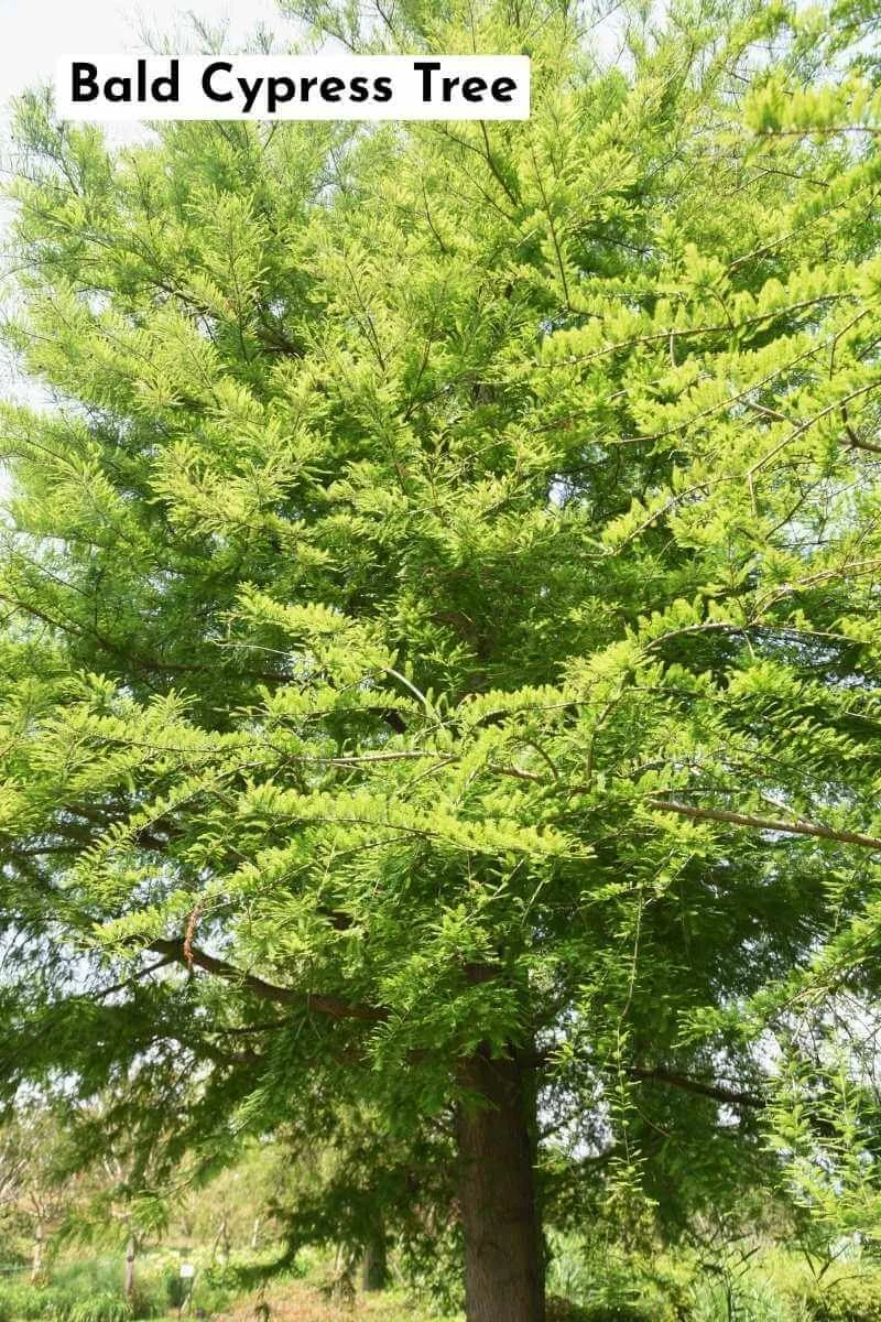 The Bald Cypress Tree — Plant and Bloom Design Studio