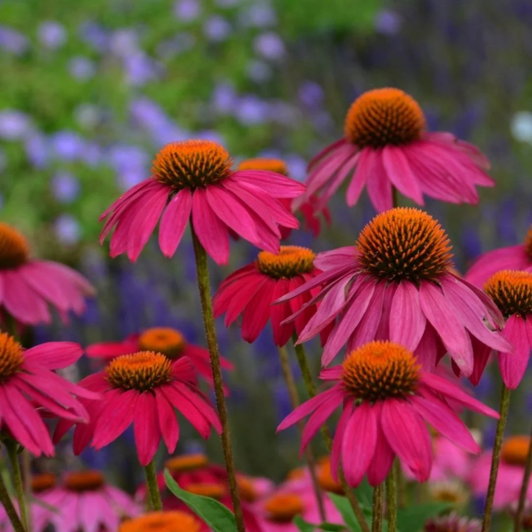 15 Colorful Echinacea Types — Plant and Bloom Design Studio