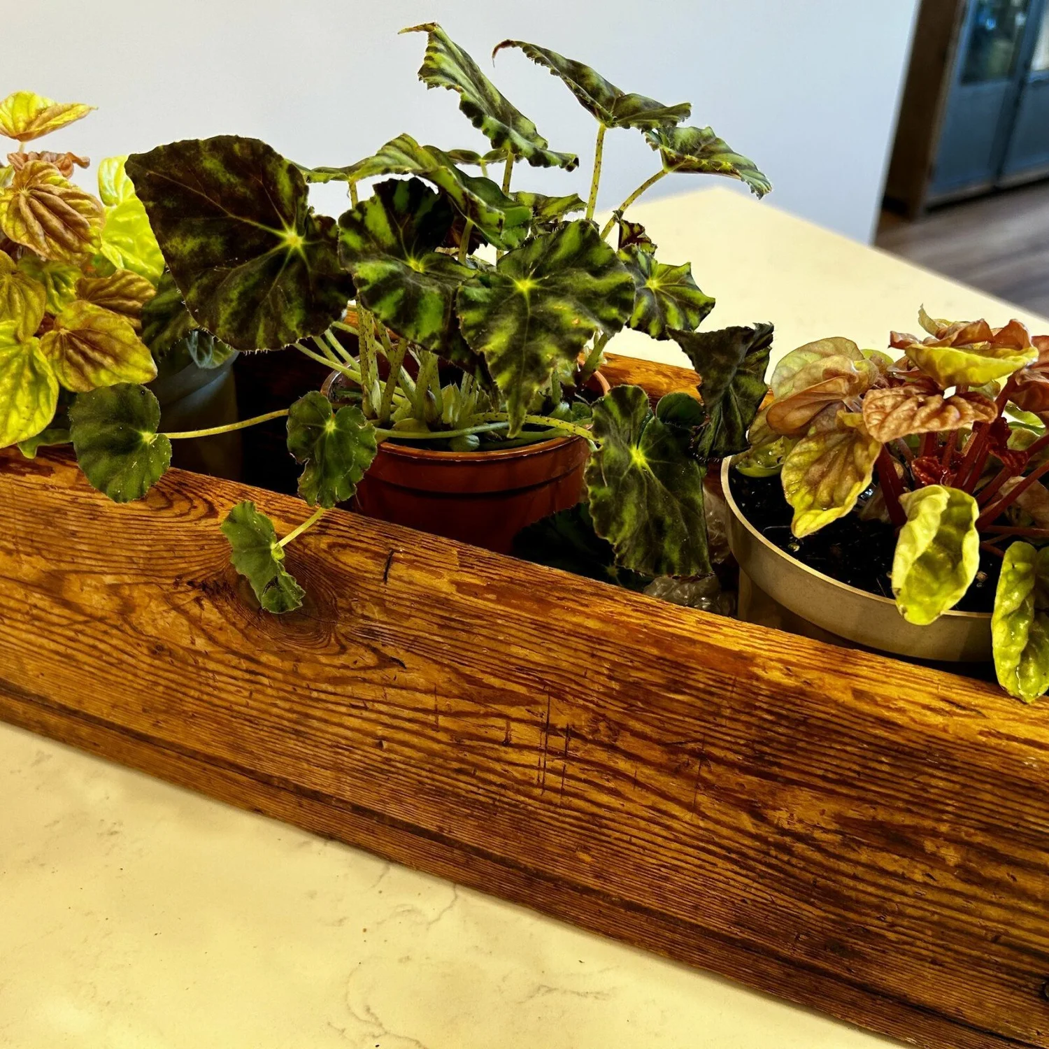 DIY Thanksgiving Centerpiece — Plant and Bloom Design Studio