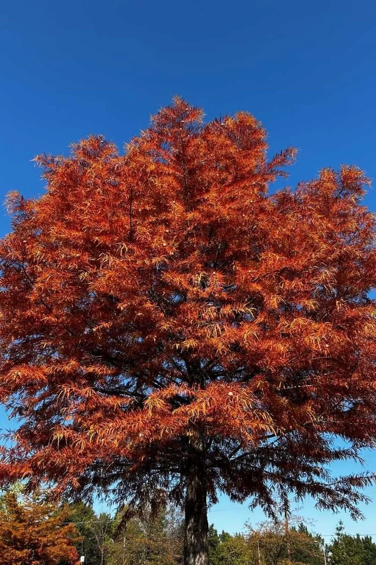 The Bald Cypress Tree — Plant and Bloom Design Studio