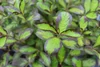 10 Goth Garden Plants: Dark Foliage Picks for a Moody Garden — Plant ...