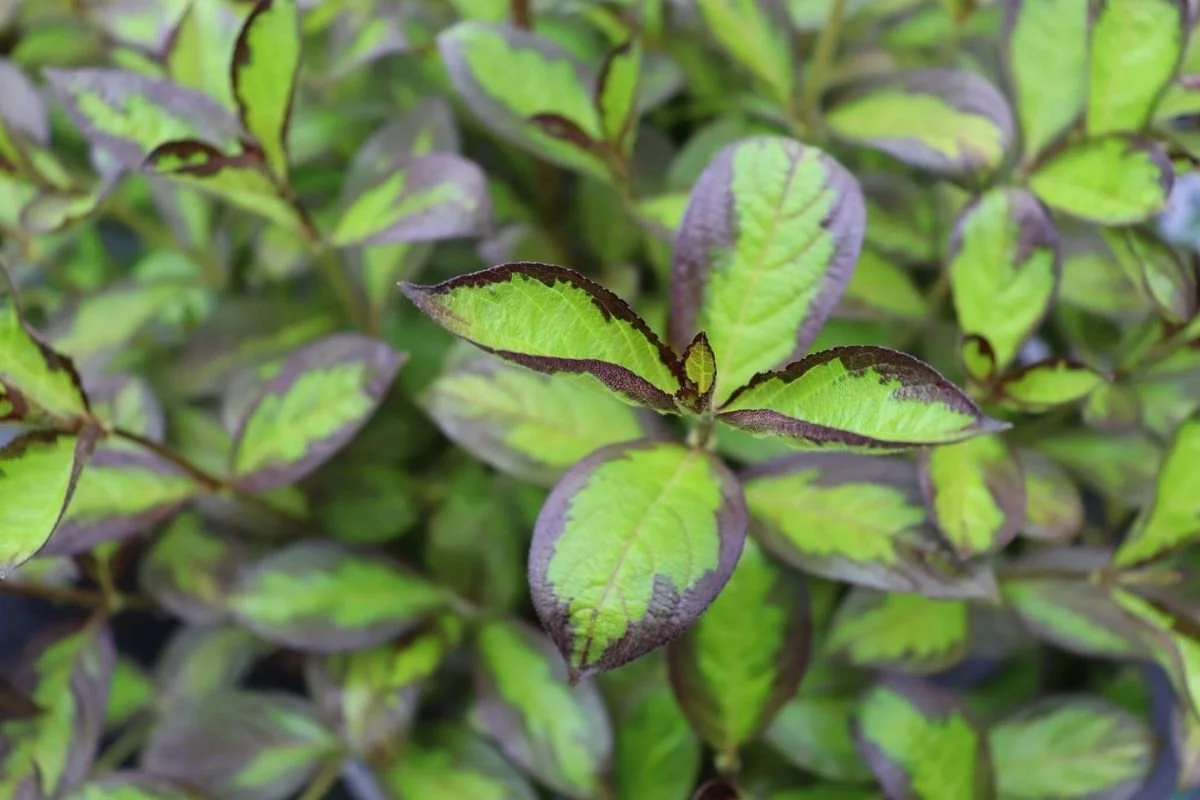 10 Goth Garden Plants: Dark Foliage Picks for a Moody Garden — Plant ...