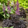 10 Goth Garden Plants: Dark Foliage Picks for a Moody Garden — Plant ...
